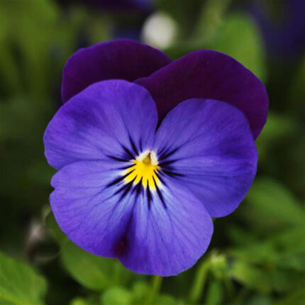 Εποχιακό Φυτό ΒΙΟΛΕΤΑ Violα Violaceae 2,5 lt – ΦΥΤΩΡΙΑ ΧΟΝΔΡΙΚΗΣ