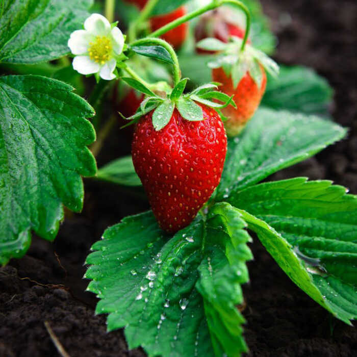 Εποχιακό Φυτό ΦΡΑΟΥΛΑ Fragaria L. Rosaceae 10,5 cm – ΦΥΤΩΡΙΑ ΧΟΝΔΡΙΚΗΣ