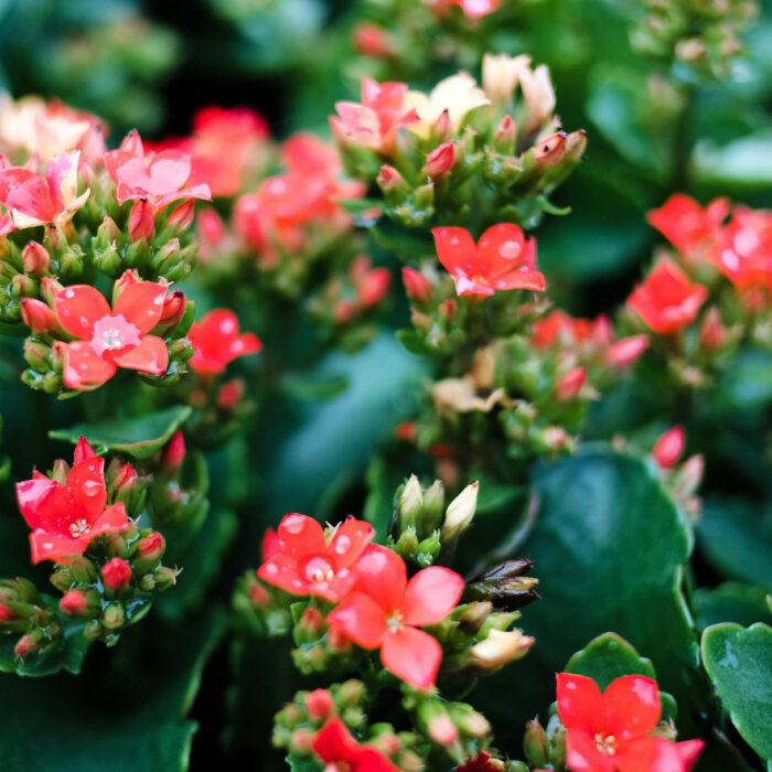 Καλλωπιστικά Φυτά ΚΑΛΑΧΟΗ Kalanchoe Blossfeldiana 12 cm – ΦΥΤΩΡΙΑ ΧΟΝΔΡΙΚΗΣ