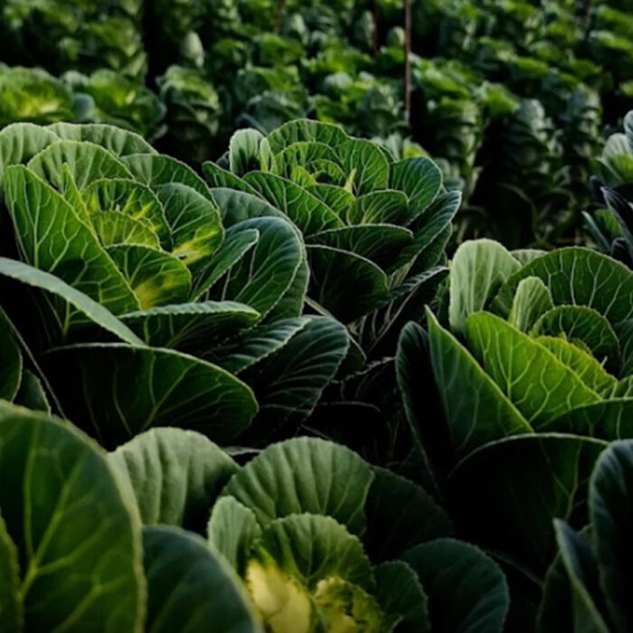 Μπράσικα Brassica oleracea Καλλωπιστικό Λάχανο Δρεπτά – ΦΥΤΩΡΙΑ ΧΟΝΔΡΙΚΗΣ